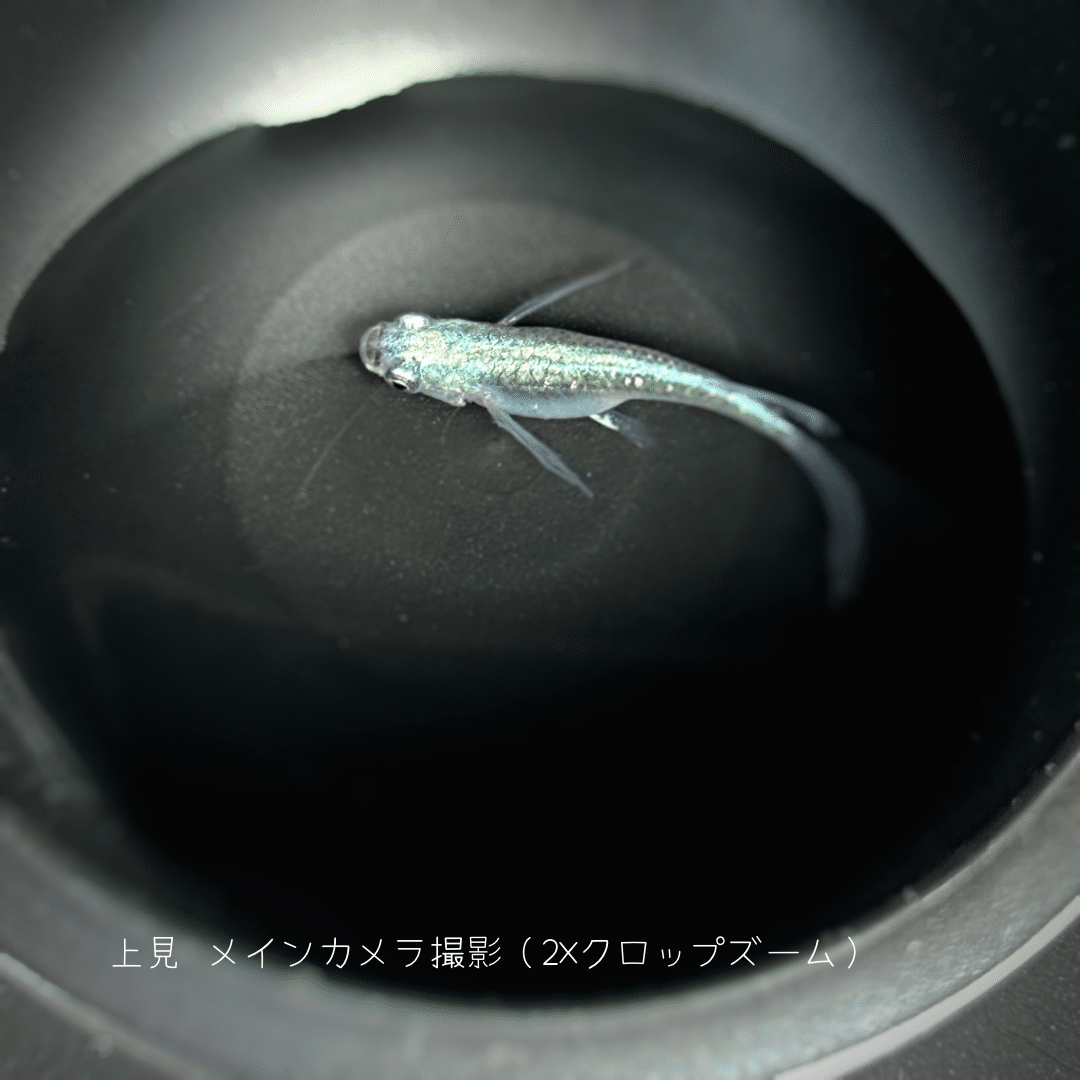 iPhoneでメダカを綺麗に撮りたい 本編｜MKD.023