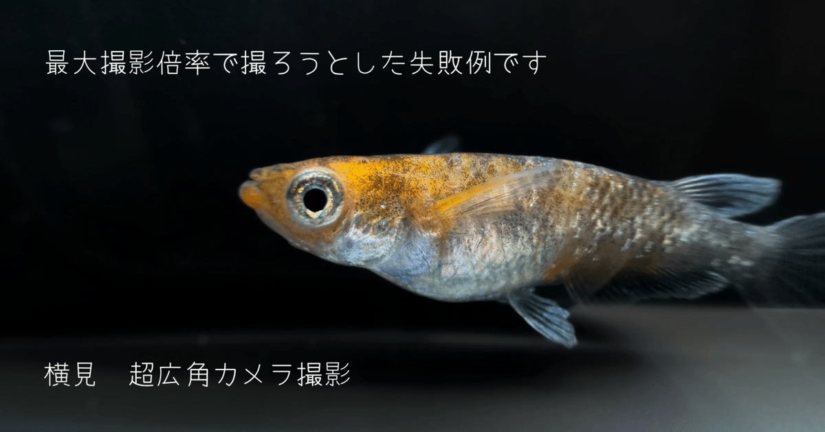 iPhoneでメダカを綺麗に撮りたい 本編｜MKD.023