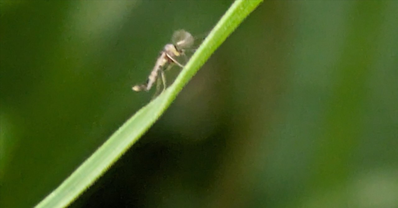 「織田作之助賞」受賞作家の小林長太郎と彼が残したブログ「負荷」と記事を忘れない〜#237｜ichiro70