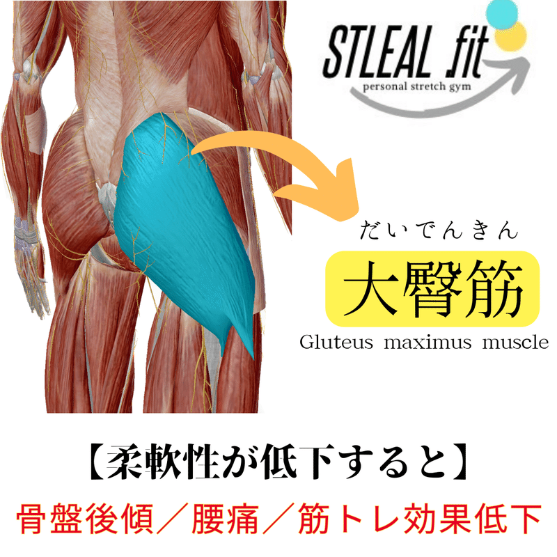 大臀筋の柔軟性が低下すると｜Shota Isaka ／ 伊坂昇太