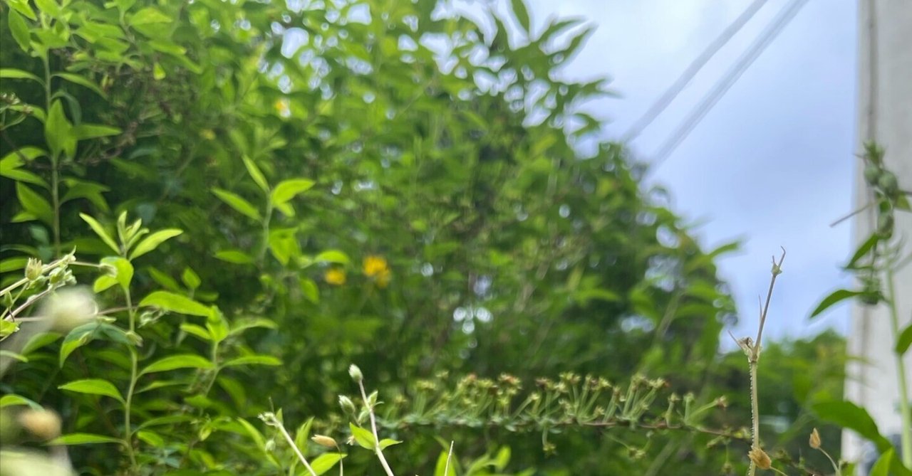 根っこ｜Lily Kobayashi