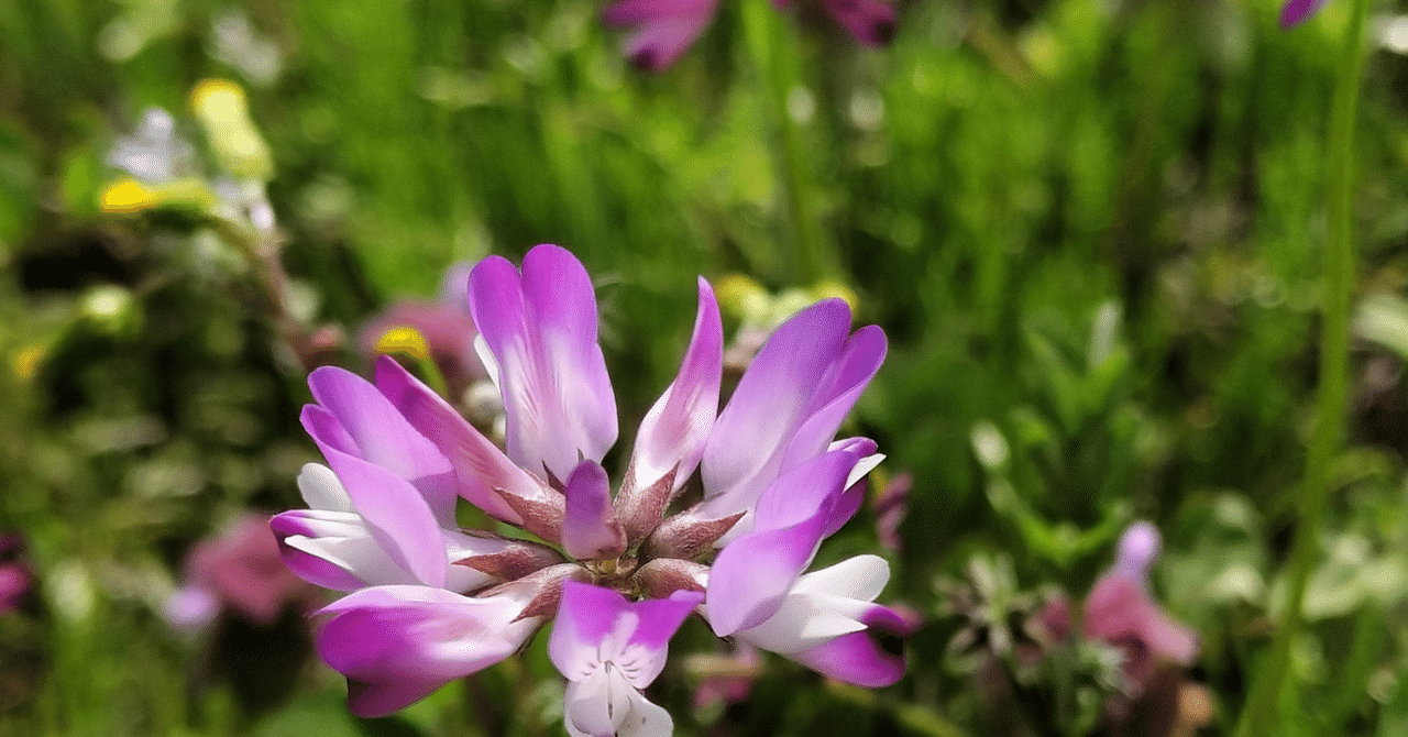 CrystalDiskInfo の Linux 版「CrazyDiskInfo」｜blue06_2022