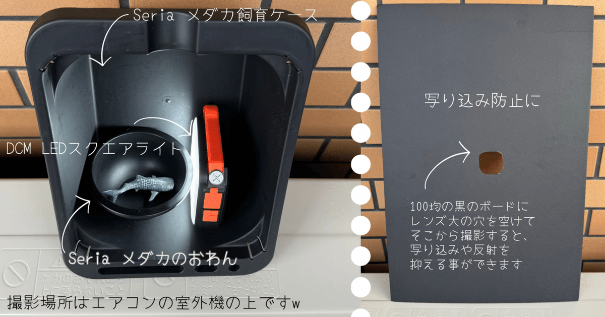 iPhoneでメダカを綺麗に撮りたい 本編｜MKD.023