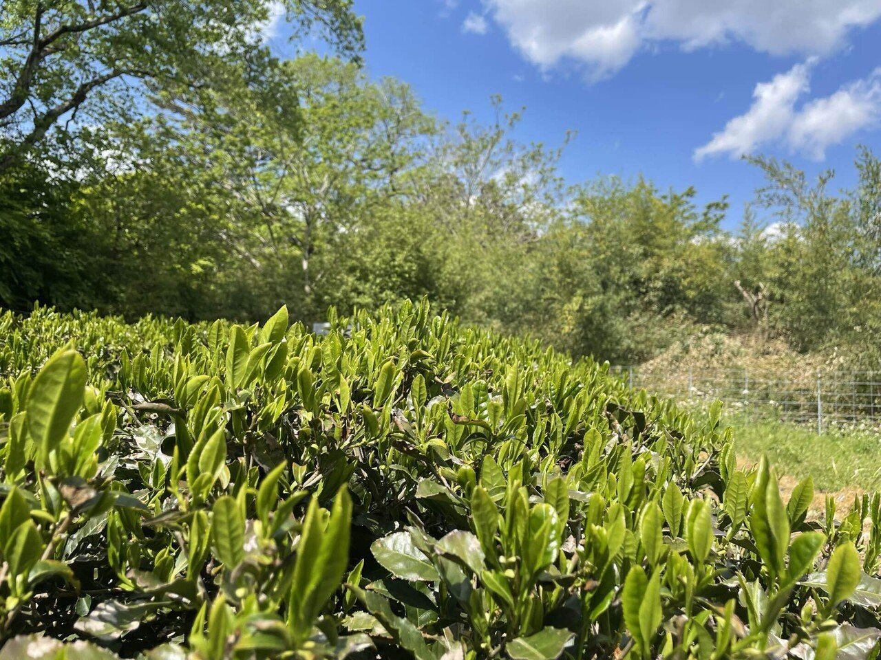 来週、いよいよ茶摘みを行ないます。 今年は昨年と違い、2日手摘みし焙炉で手もみを行ないます🔥腰もつかな…笑 機械刈りはお願いしている工場の関係上番茶になりそうな時期にしか搬入できないので、この ...