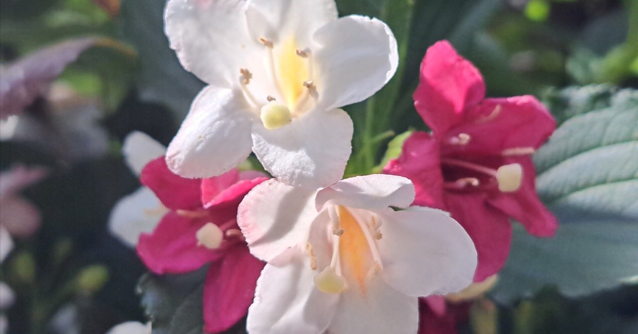 さあ本気と全力で｜kitoma