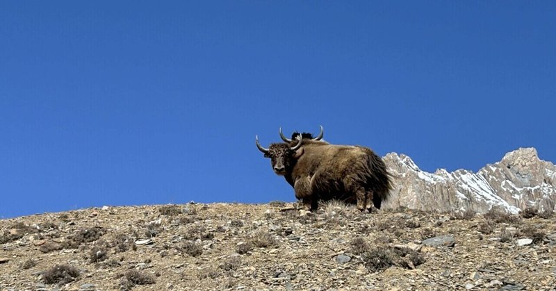 Mayuko Saigo 西郷真悠子｜note