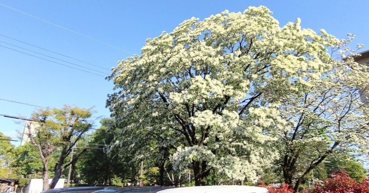 なんじゃもんじゃ｜HRSD-note