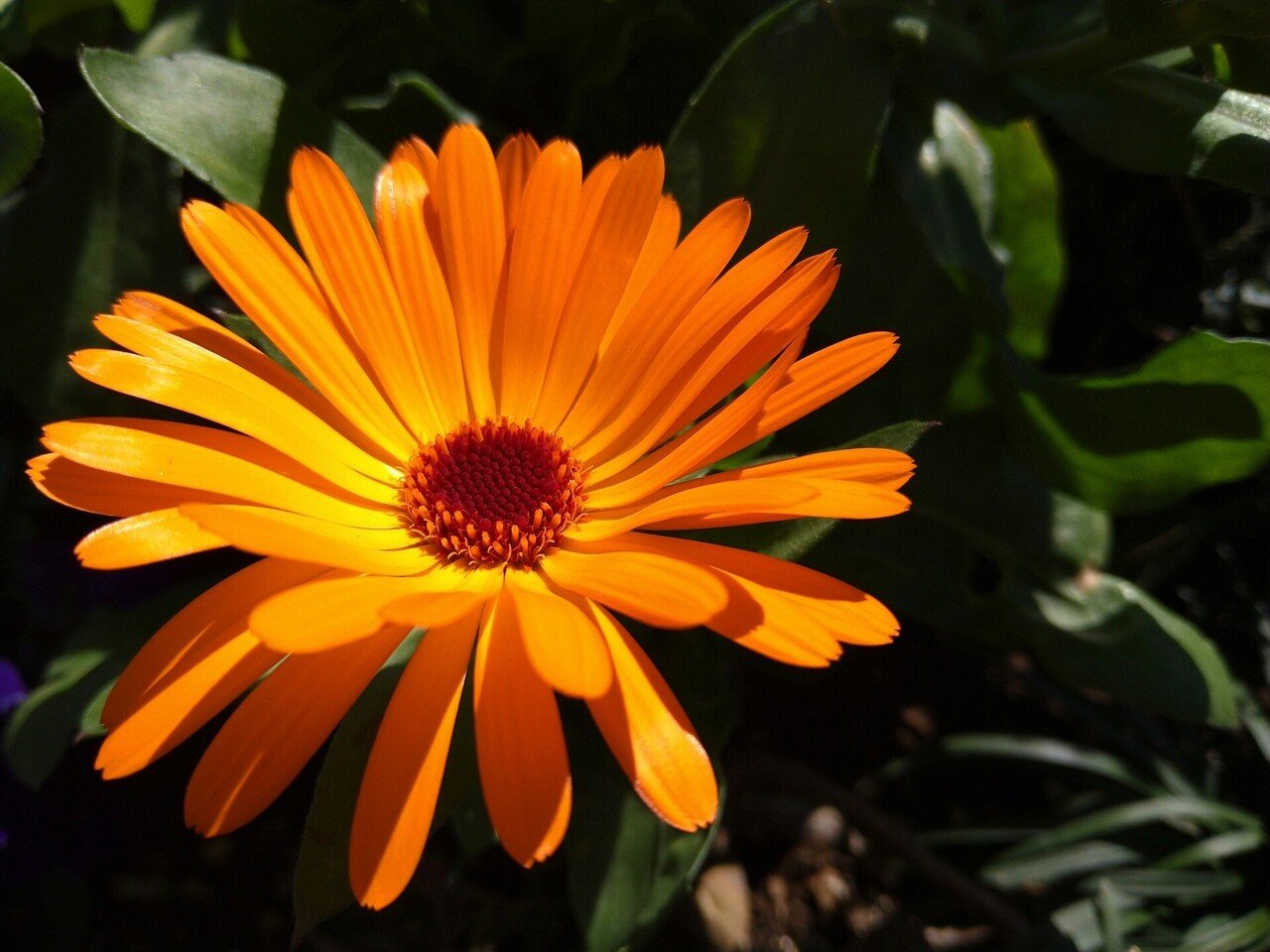 オレンジ色の花｜SATOKO