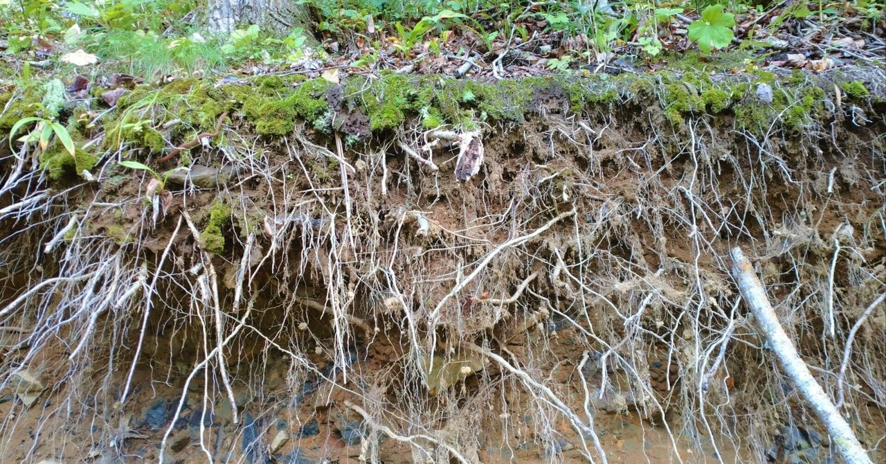 Masayan_Kenji｜note