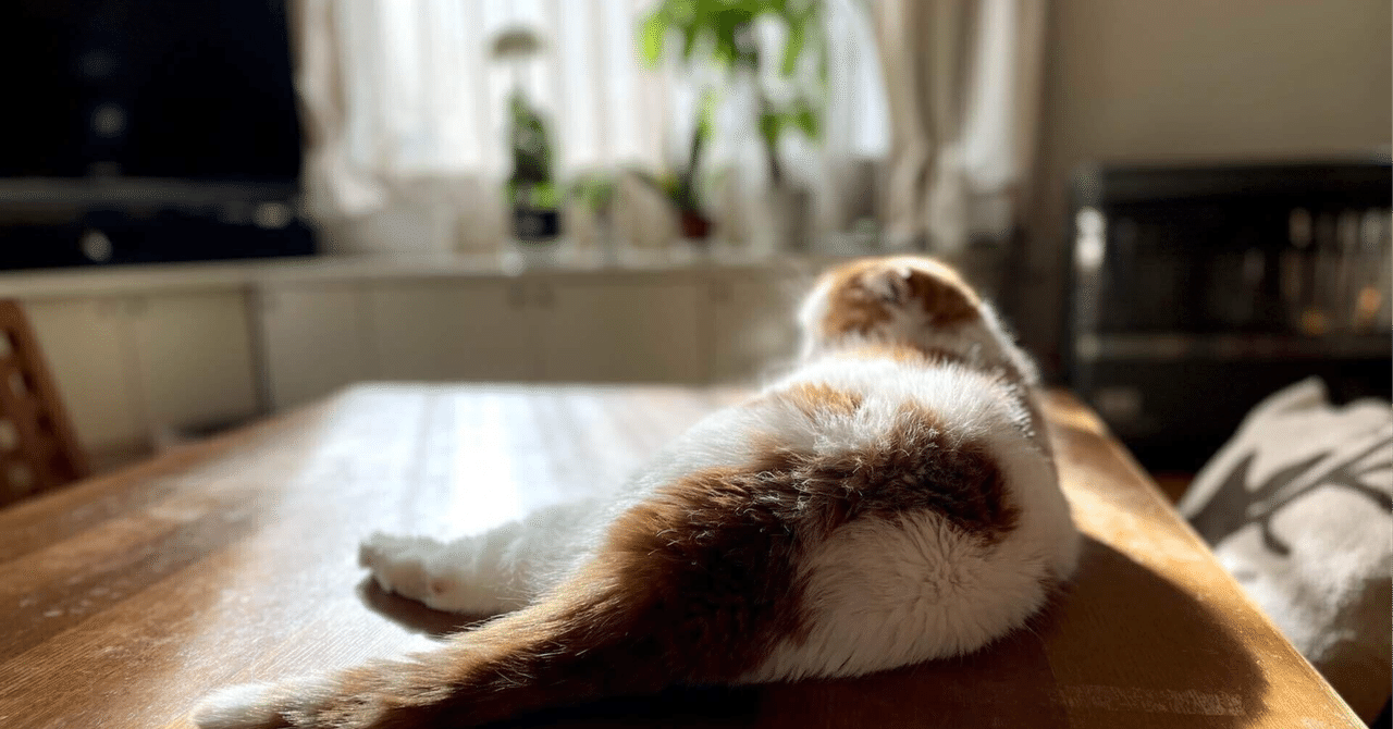 【詩】日向ぼっこ.🌞｜黒猫 |習慣の研究家