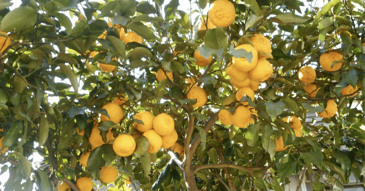 ストレスとキネシオロジー｜Akiko Ando