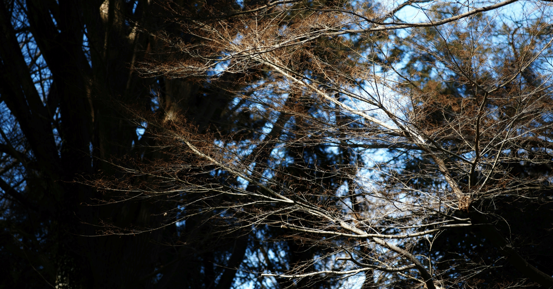 Ryosuke Matsusima｜note