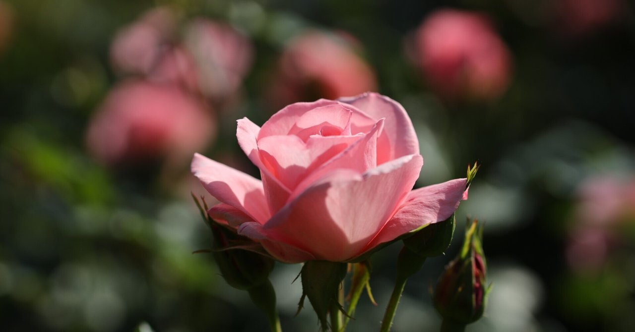 Strolling Ricky｜note