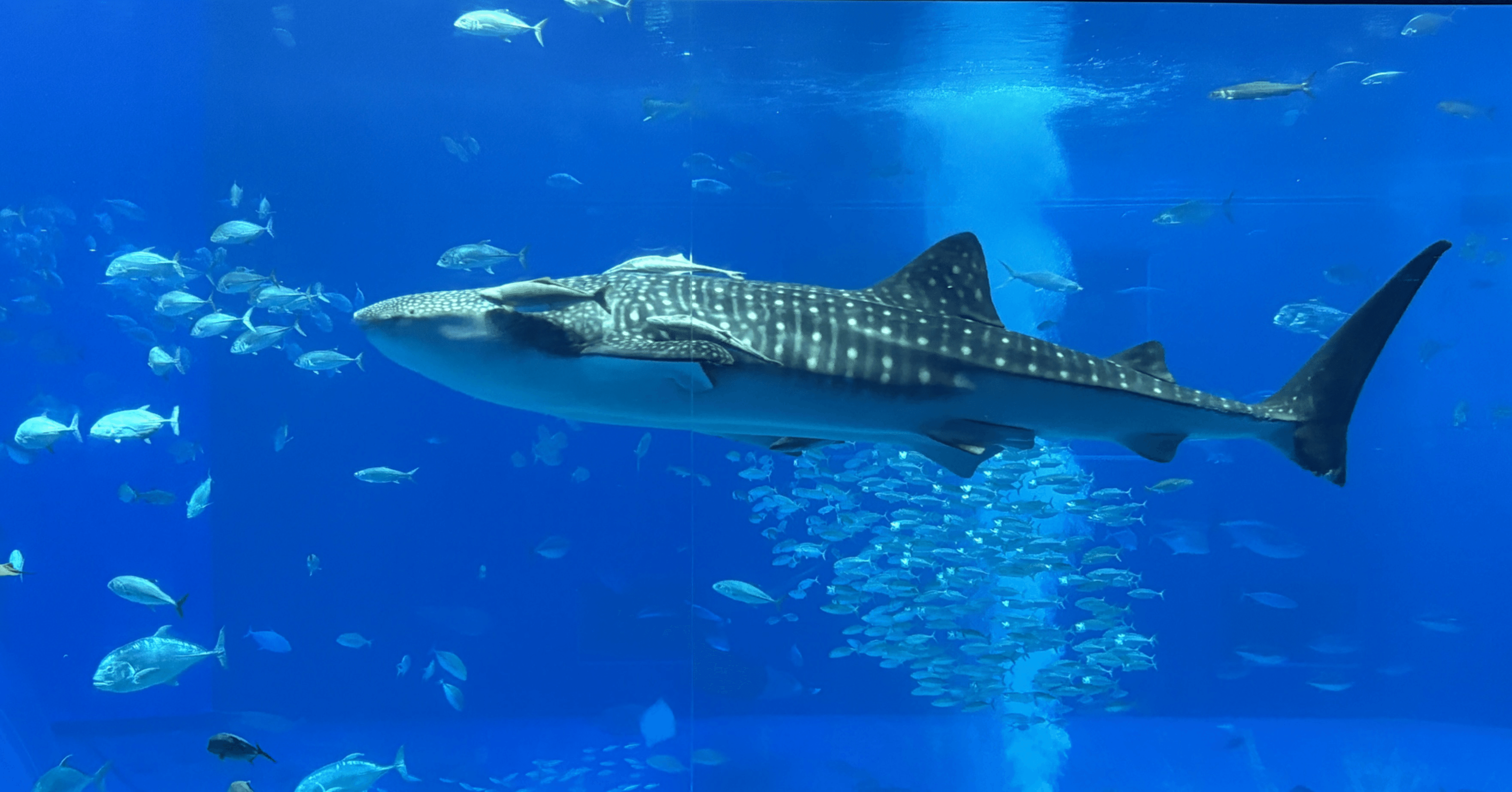 riko-granberyl｜note