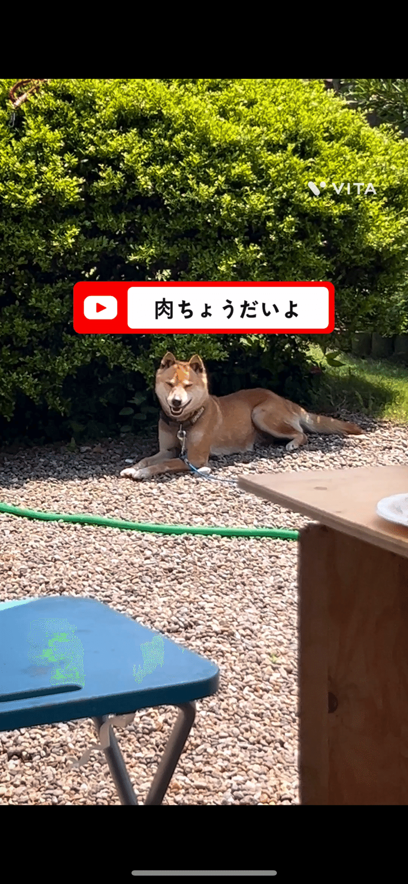 肉ちょうだいよ｜Daisuke_Noda