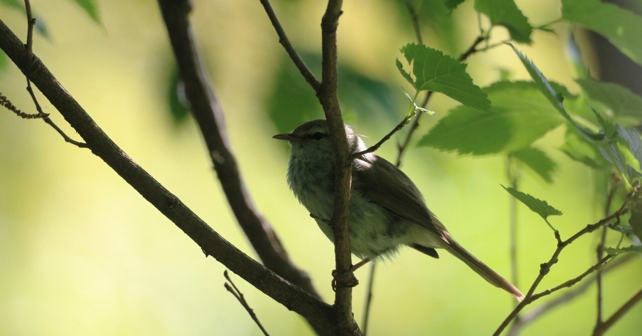 Strolling Ricky｜note