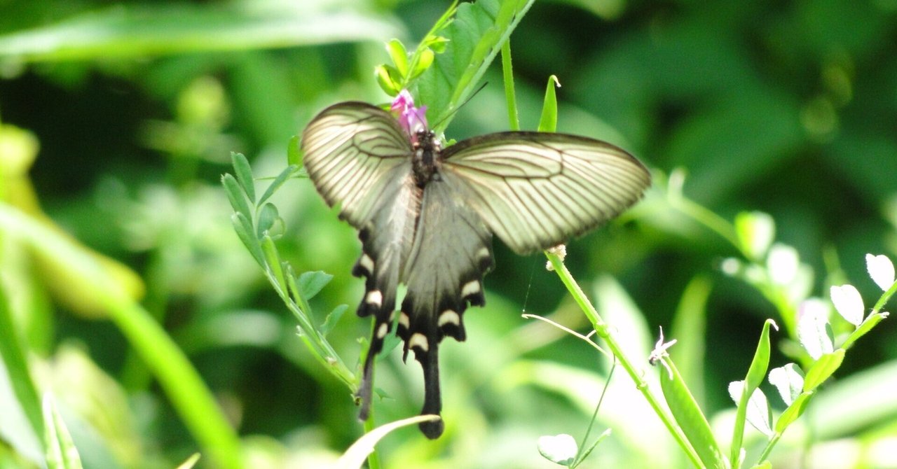 ジャコウアゲハ♀｜HRSD-note