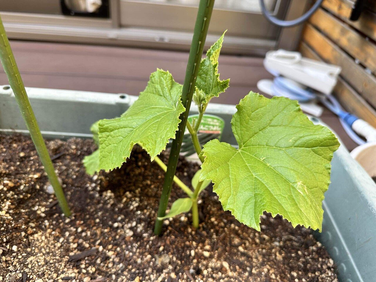 家庭菜園 20240505 3日目｜Koji