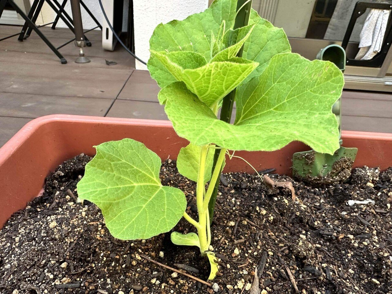 家庭菜園 20240505 3日目｜Koji