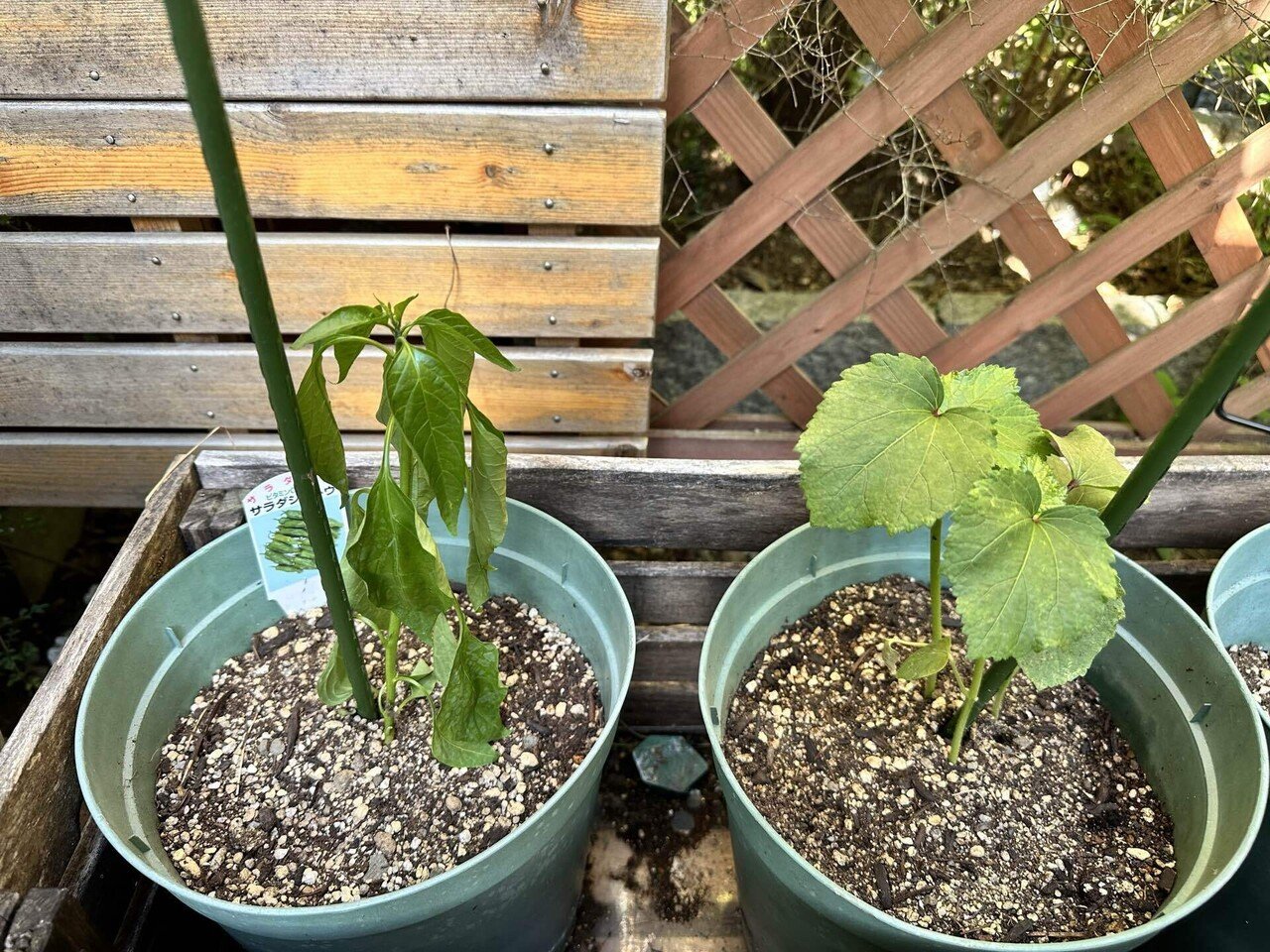 家庭菜園 20240505 3日目｜Koji