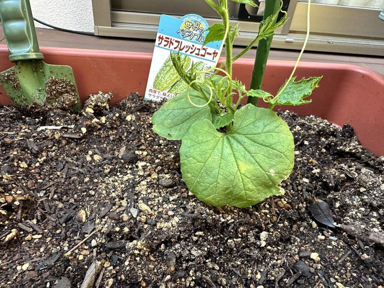 家庭菜園 20240505 3日目｜Koji