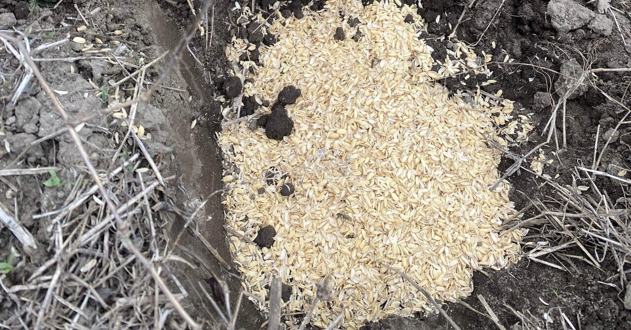 #ショウガ科 生姜｜Igi_labo