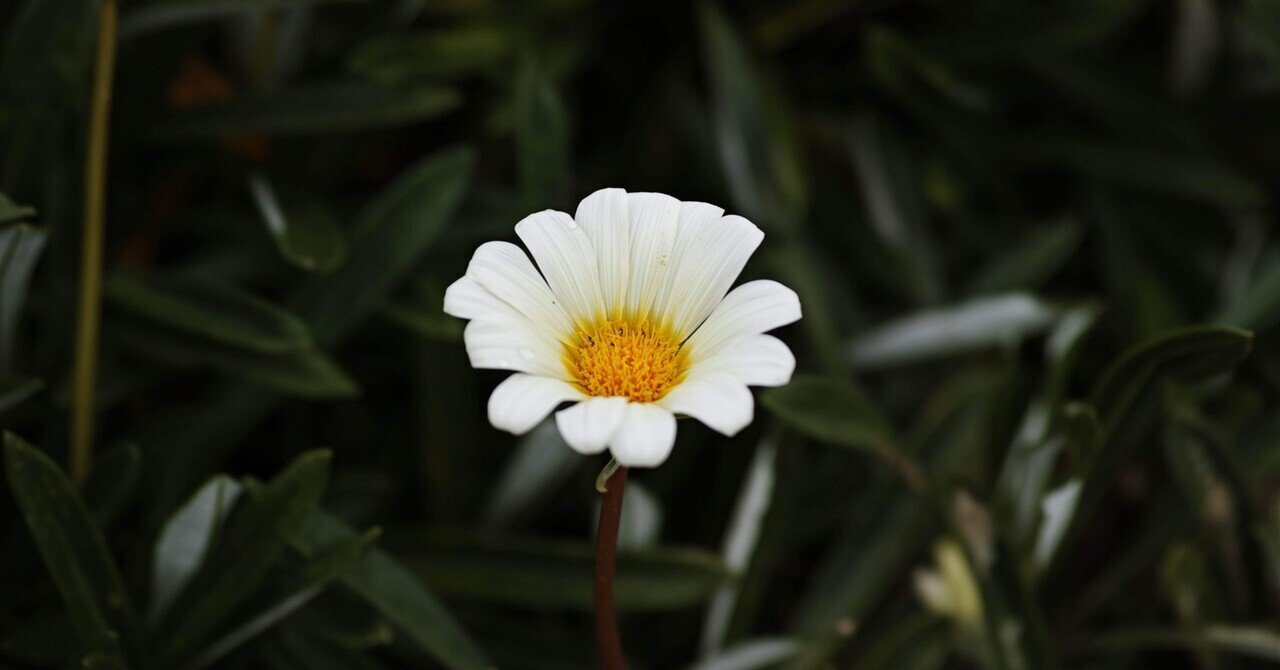 支援学校か、高校受験か①｜yocchi