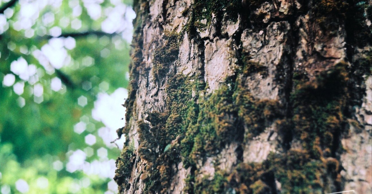 個人的フィルムの楽しみ方｜Tazki