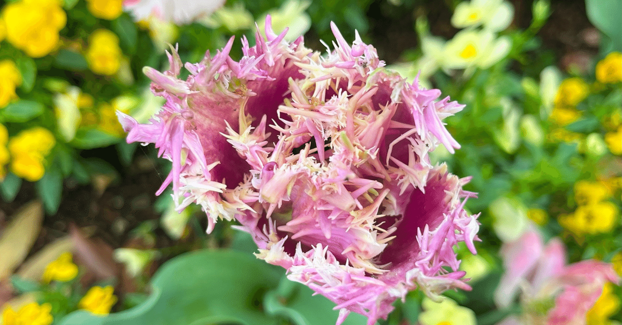 PythonだけでWebアプリが作れるライブラリが増えている（2024.05）｜blue06_2022