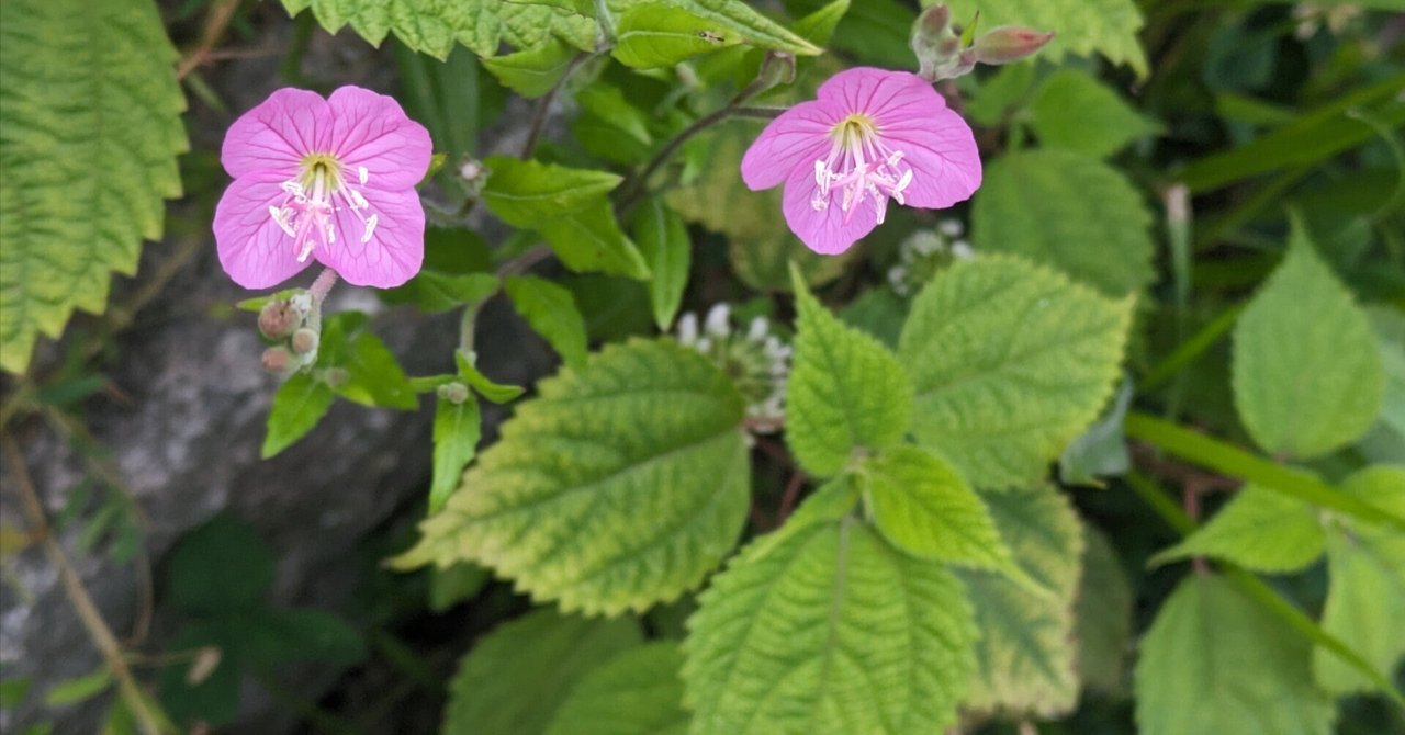 『里恋詩くて・・・熊野・高野』紀伊を愛した怒涛詩人さとちゃんを忘れない【492】｜ichiro70