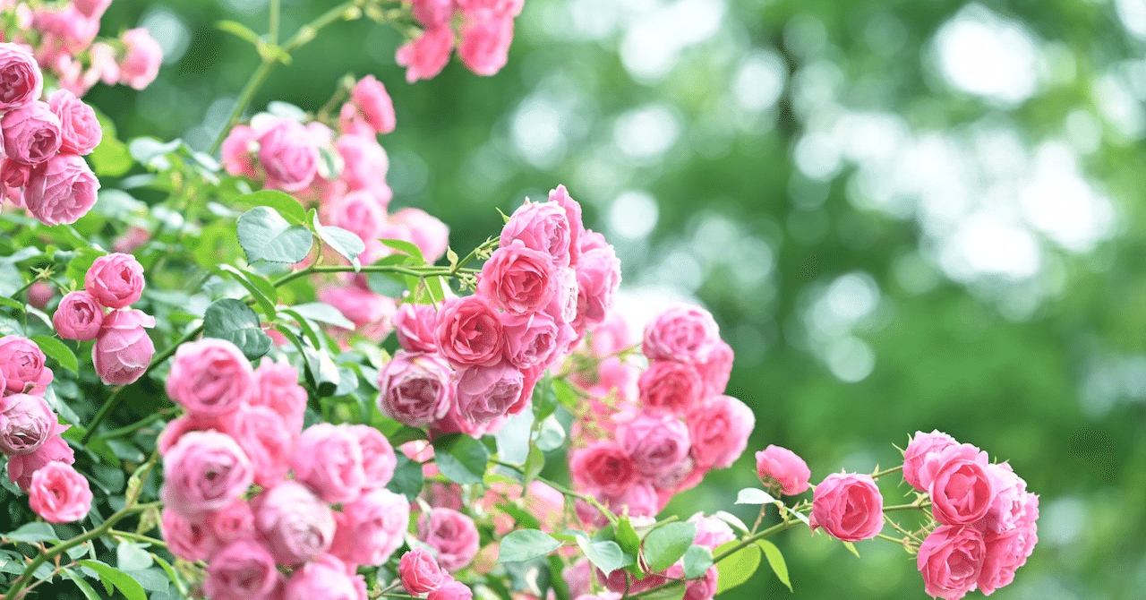 kuronekomarimo｜note