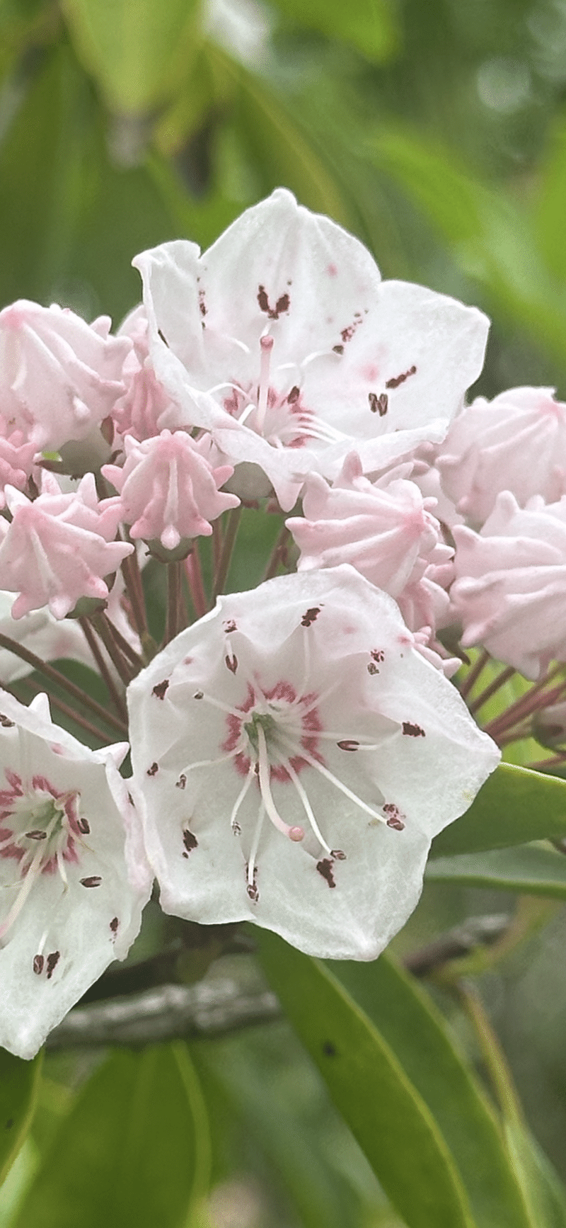 KALMIA - STEEL WOOD｜EGGSEED