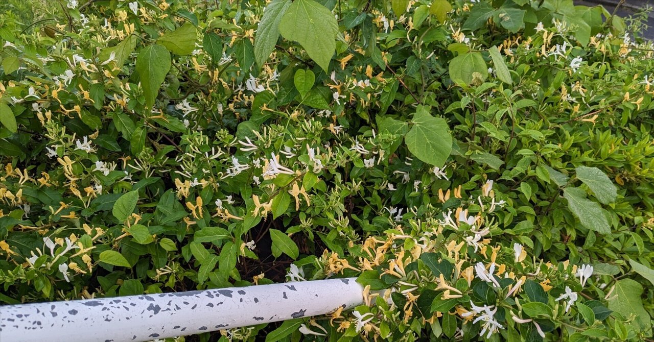 墨者〈bokusha〉｜note