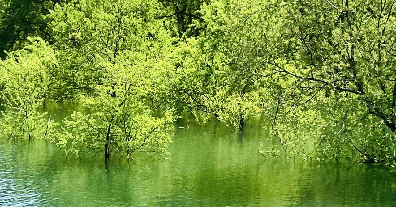 水没林｜nori sato