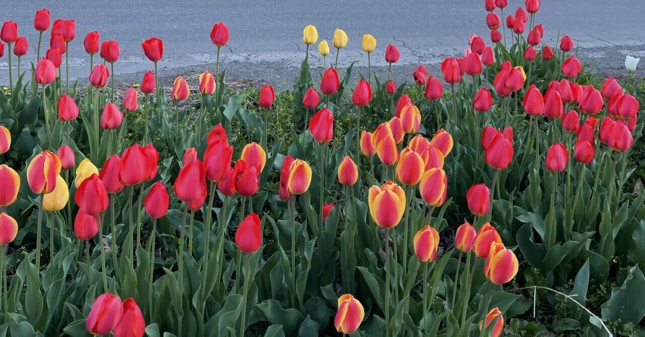 わたし｜mako_hed