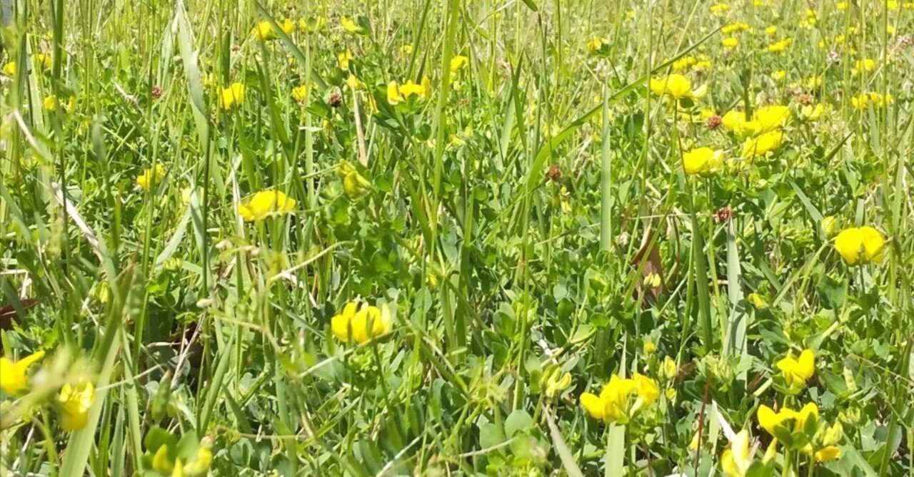 サブリミナルなでしこ｜deepblue