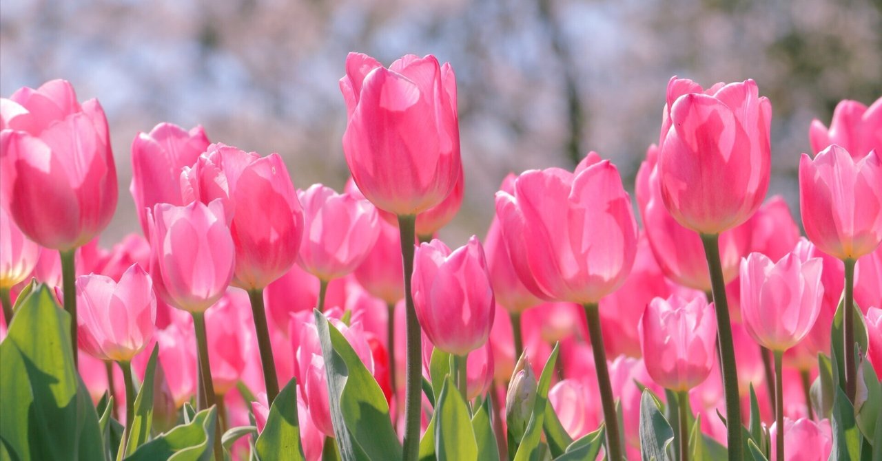 自信を持って生きることへの近道は、自分を知ることだった。｜五藤 杏美 / Ami Goto