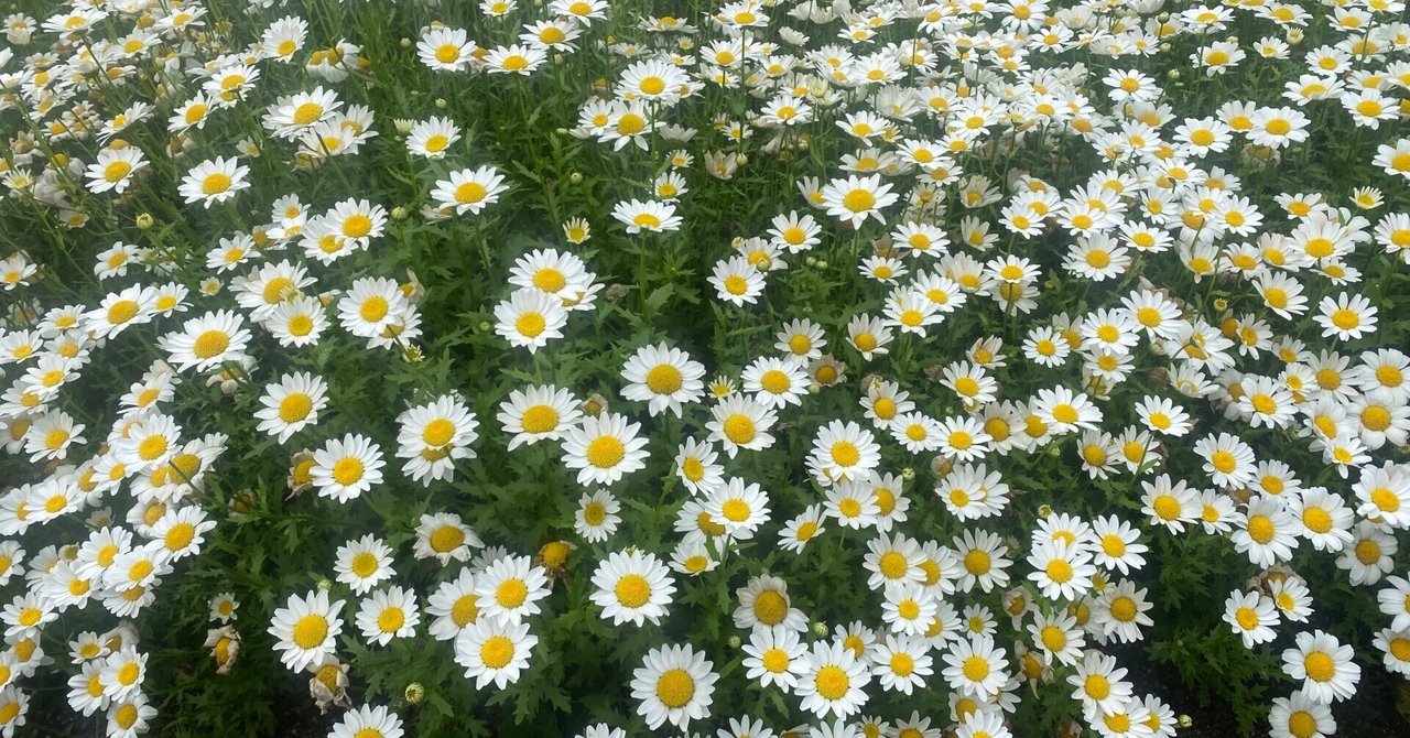 レイトスターターの備忘録｜tomoka