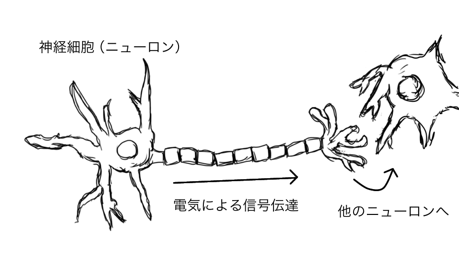 脳波ってなに？ 脳科学者が一般向けに説明してみる｜Mikito Ogino / 荻野幹人