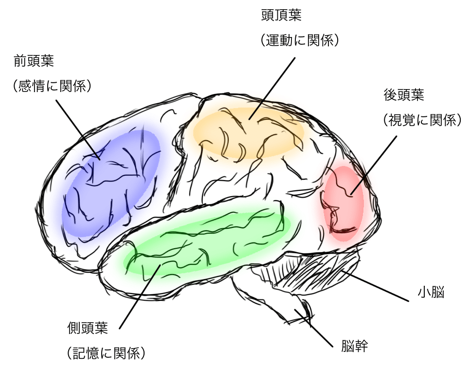 脳波ってなに？ 脳科学者が一般向けに説明してみる｜Mikito Ogino / 荻野幹人