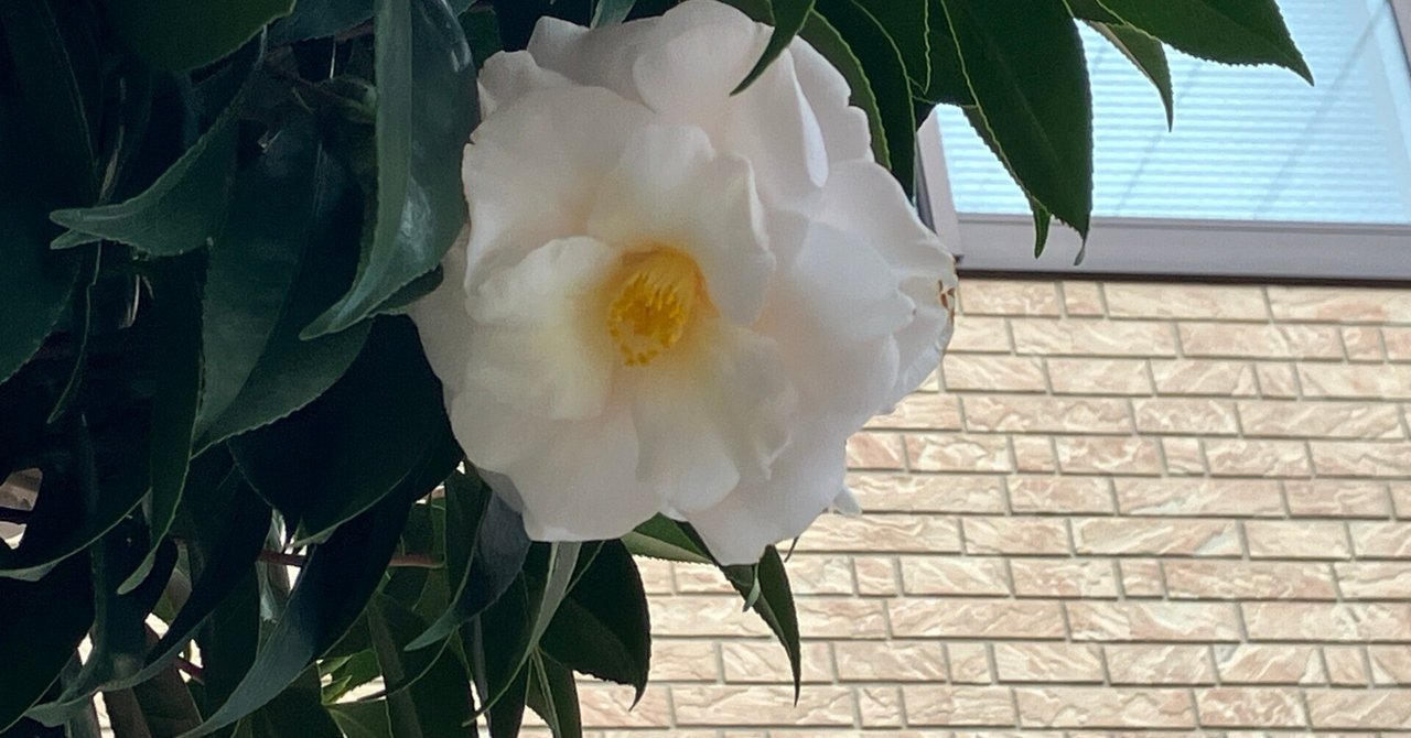 ふと・・・思う｜poporin