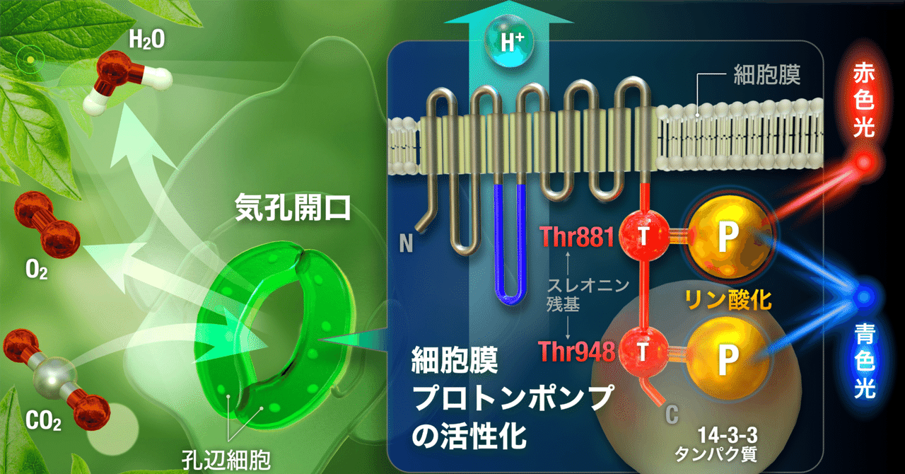 赤い光も青い光も大事！植物の気孔開口に関わるしくみを解明！｜名古屋大学学術研究・産学官連携推進本部