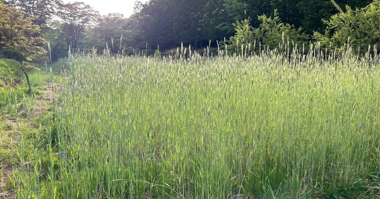 Nobuhiro Kaneko｜note