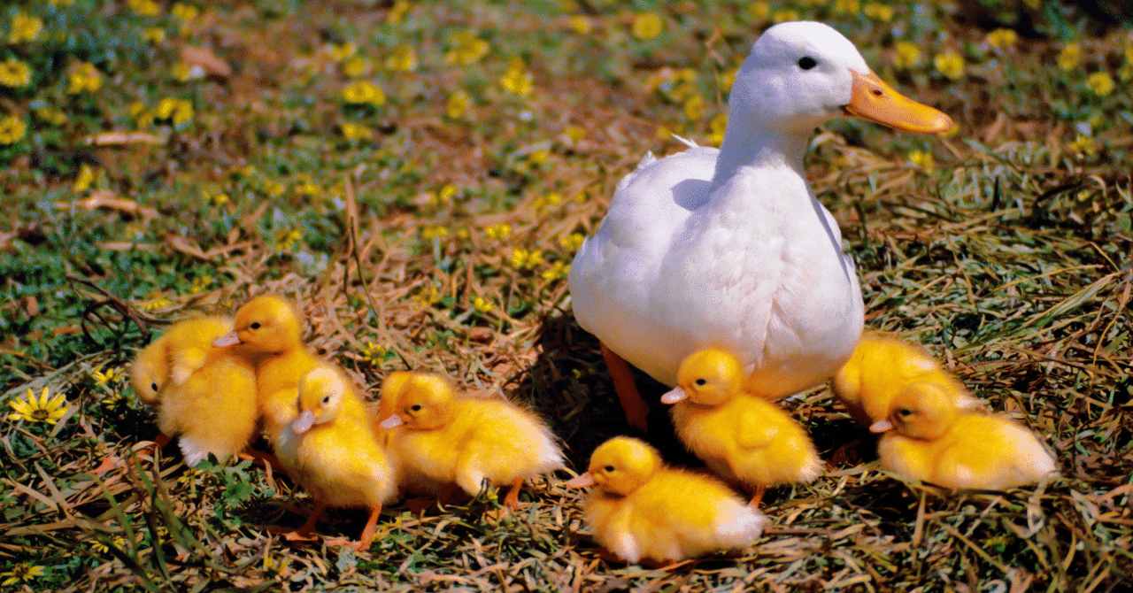 自分の幸福を優先する： 自己愛への挑戦の旅。｜Sydney Kaoru