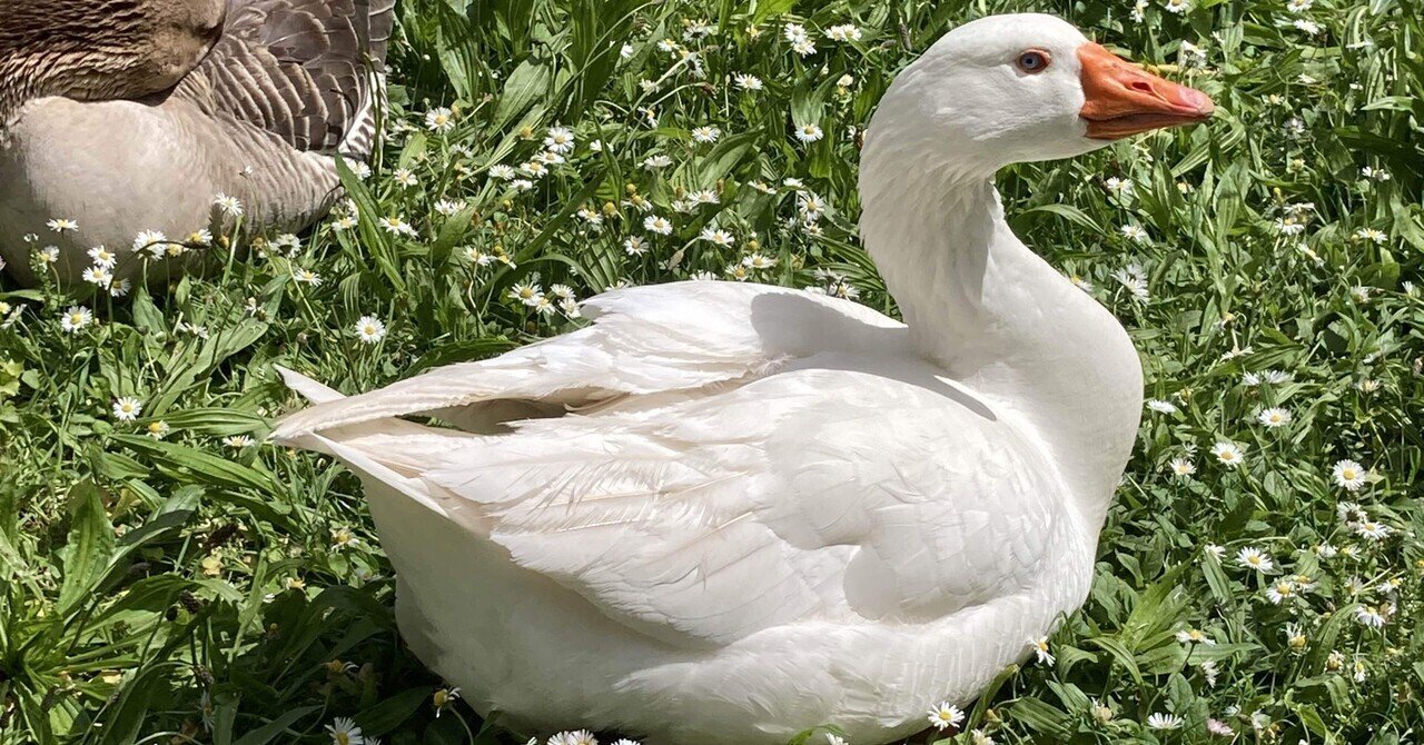 ドイツ生活419日目 2024/5/8 美味しいかぼちゃスープ🎃｜michaluna