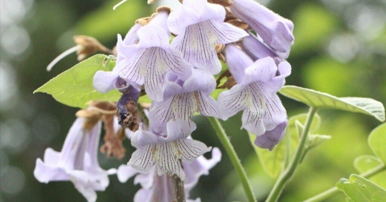 5/9 2024年 【朝のご挨拶】｜subaru25