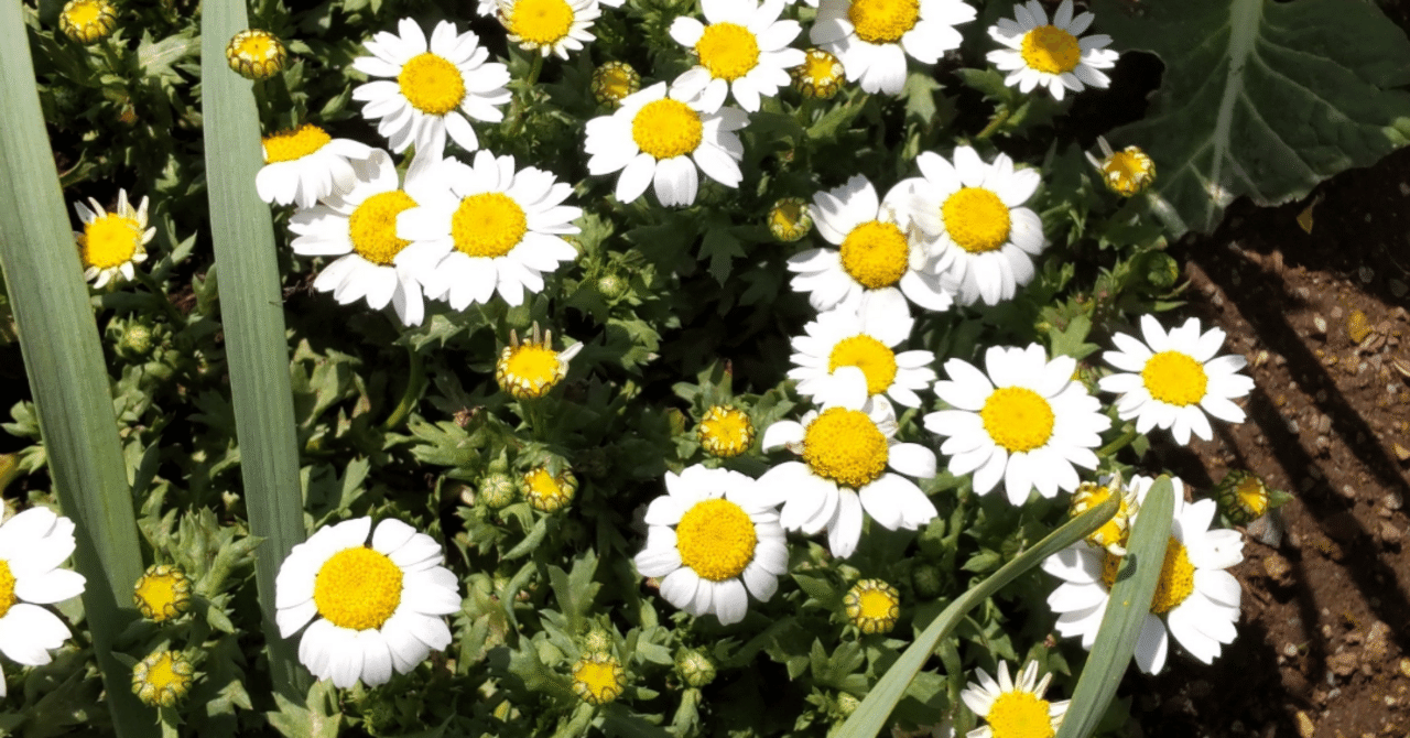 sails.js ubuntu install｜blue06_2022