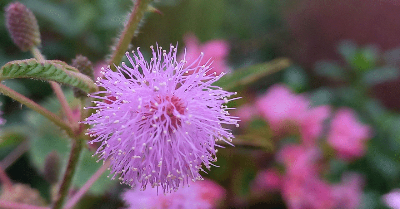 kuronekomarimo｜note