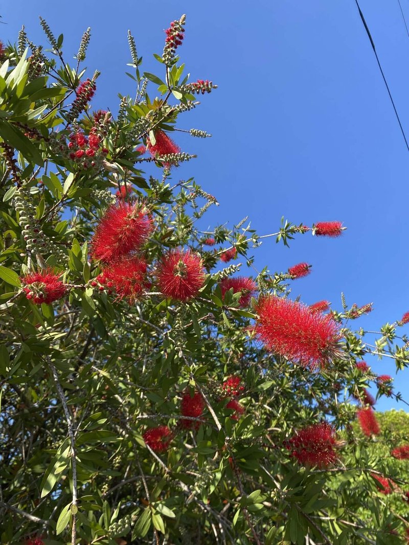 ブラシノキ花盛り｜之哲／Yuki Satoru