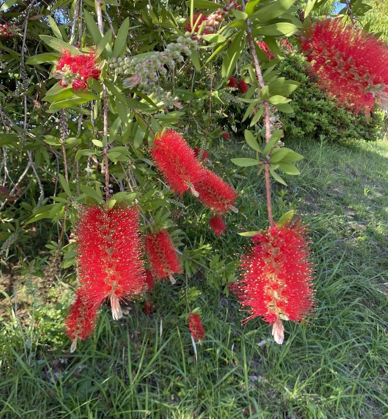 ブラシノキ花盛り｜之哲／Yuki Satoru